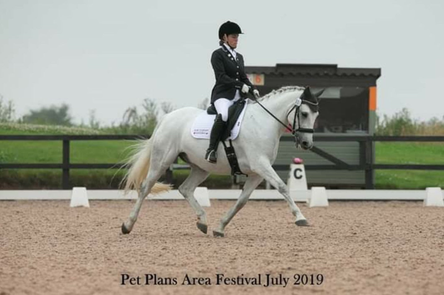 Dramatic improvement in dressage horse’s performance since feeding Pro ...